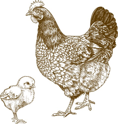 Chicken Vector Images (over 220,000)