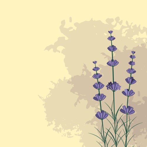 Lavanda Vector Images (over 230)