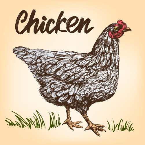 Chicken hen sketch poultry farm concept drawn Vector Image