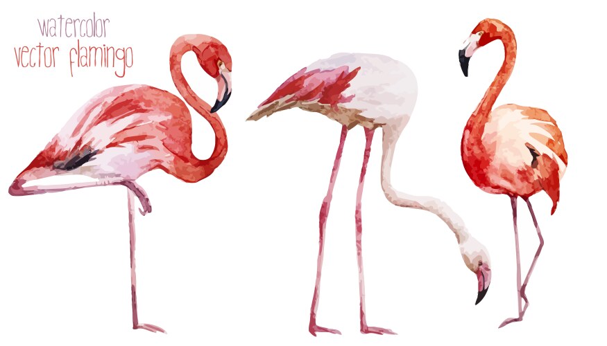Flamingo Vector Images (over 32,000)