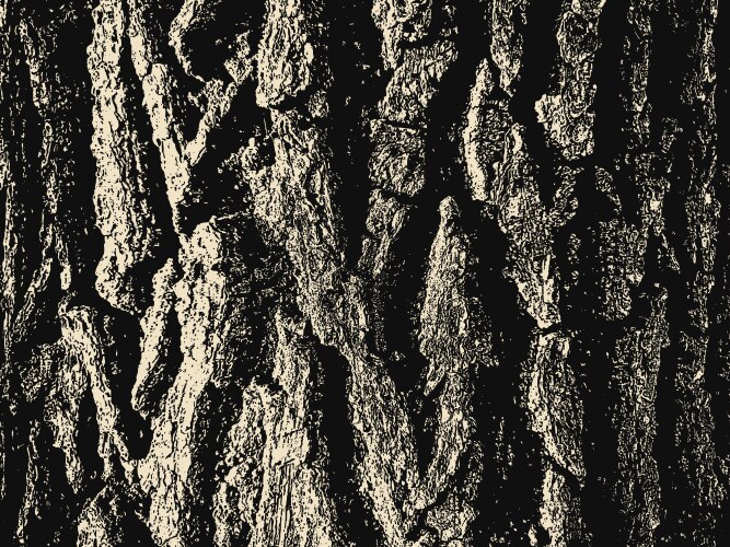 Bark tree texture set Royalty Free Vector Image