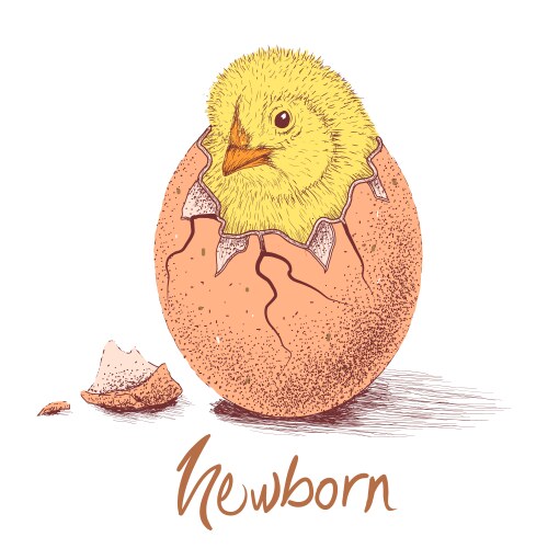 Chick Vector Images (over 39,000)