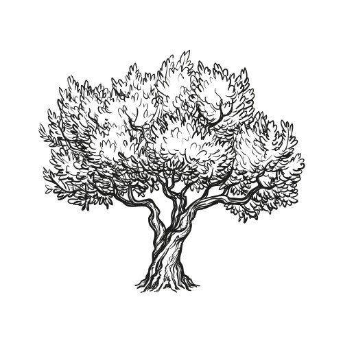 Olive Tree Vector Images (over 250,000)