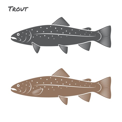 Trout Vector Images (over 13,000)