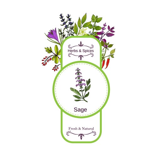 Aromatic spices collection cartoon herbs Vector Image