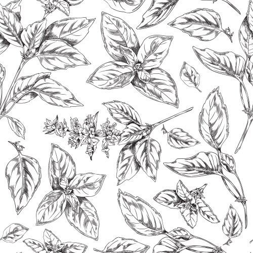 Basil herb seamless border hand drawn sketch Vector Image