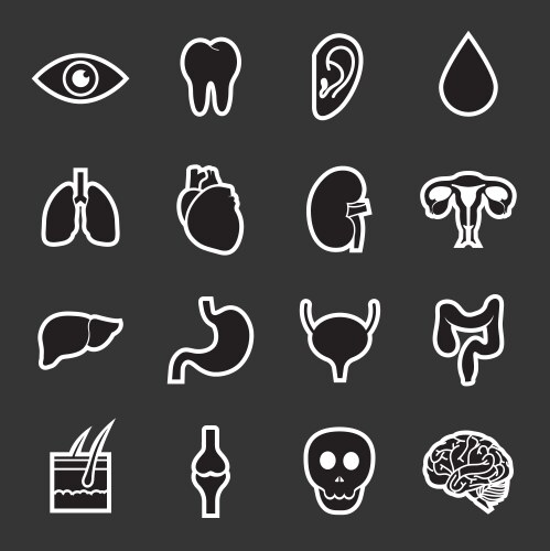 Human internal organs icon set Royalty Free Vector Image