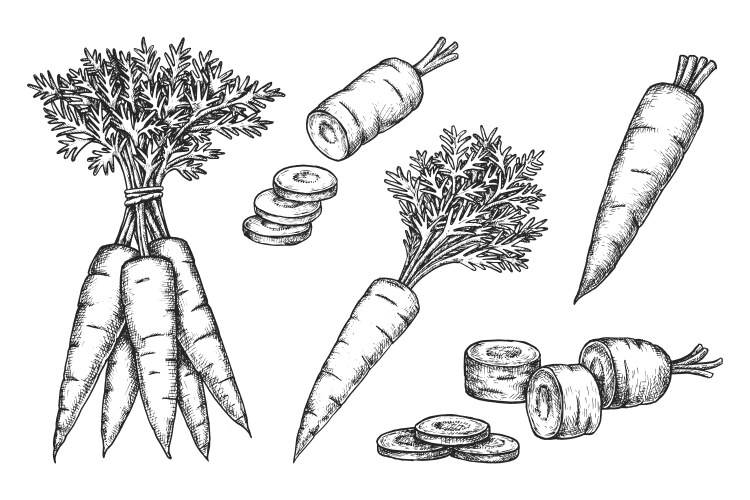 Infographic for carrot growing stages Royalty Free Vector