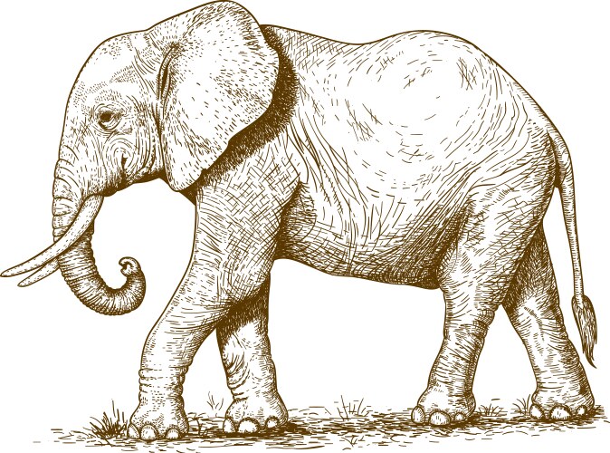 White Elephant Vector Images (over 80,000)