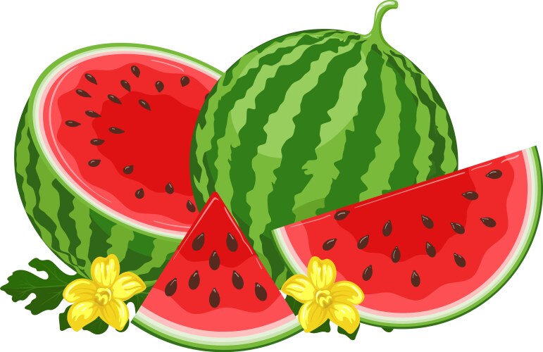 Watermelons composition with whole watermelon Vector Image