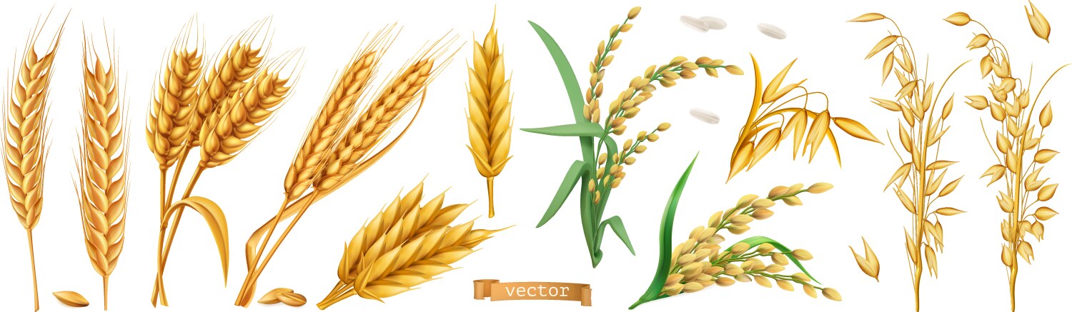 Barley Vector Images (over 37,000)