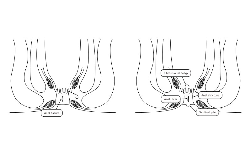 Cross-sectional view Royalty Free Vector Image