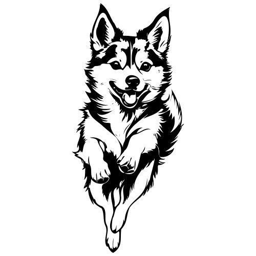 Drawing of alaskan klee kai sitting silhouette Vector Image