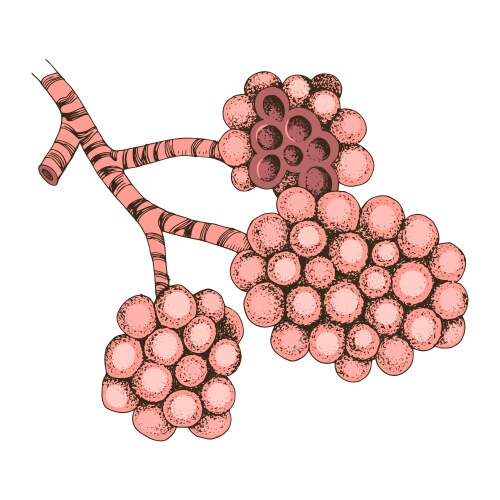 Cartoon of human alveoli isolated Royalty Free Vector Image