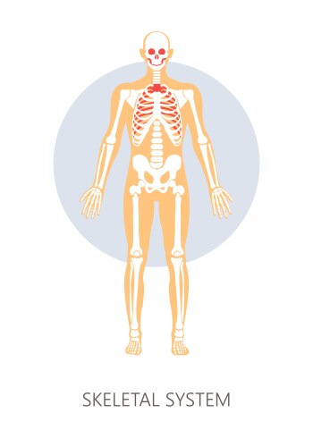Cartoon of human body anatomy Royalty Free Vector Image