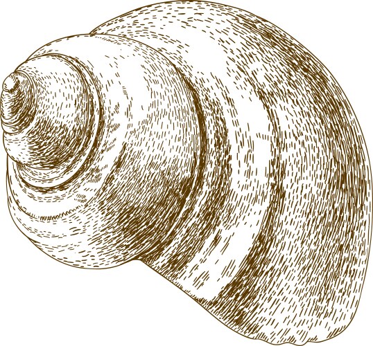 Snail Vector Images (over 42,000)