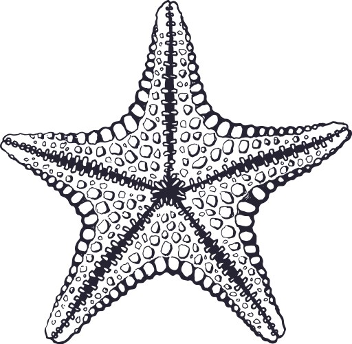 Starfish Drawing Pencil Black And White Starfish Drawing" Art Print