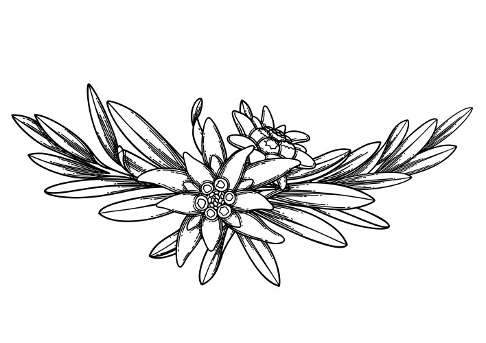 Edelweiss flower collection Royalty Free Vector Image