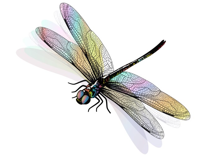 Dragonfly Vector Images (over 19,000)