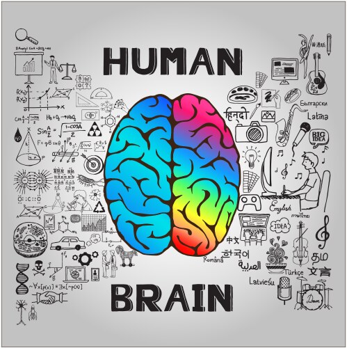 Structure of human brain schematic Royalty Free Vector Image