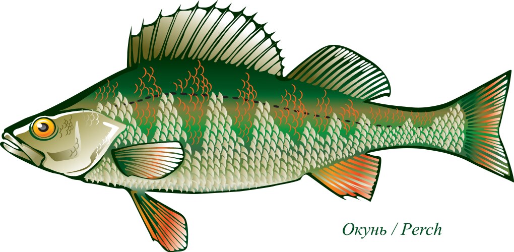 Perch Royalty Free Vector Image - VectorStock