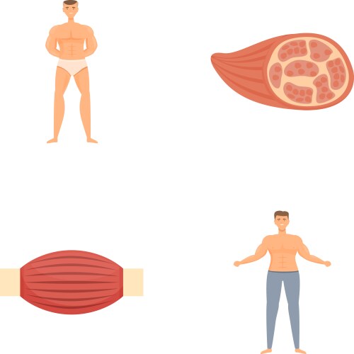 Human Muscle Anatomy Vector Images (over 14,000)