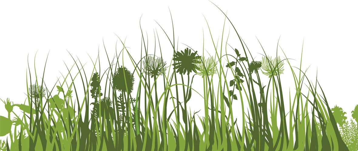 Green grass meadow Royalty Free Vector Image - VectorStock