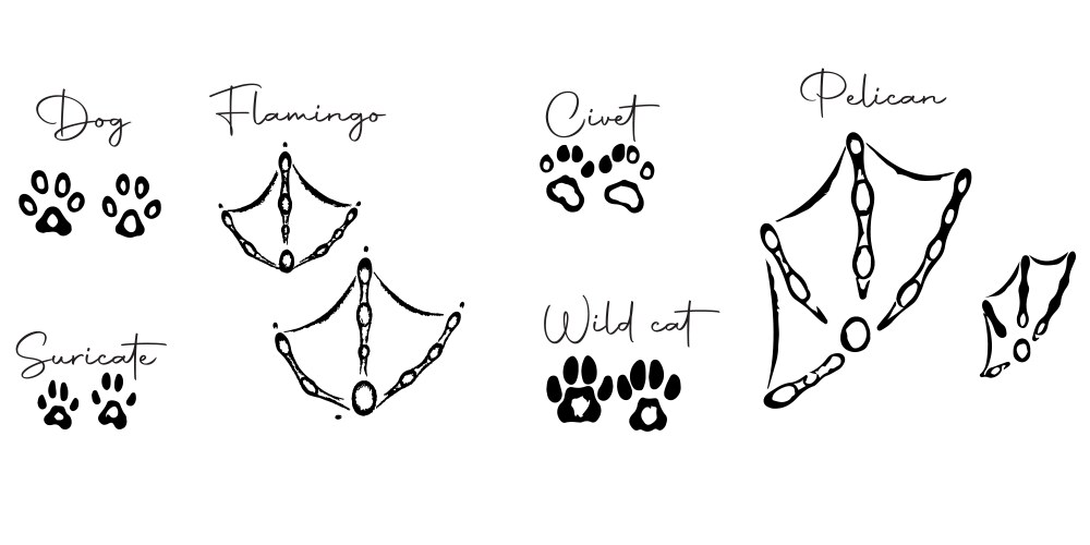 Turtle Footprint Vector Images (over 190)