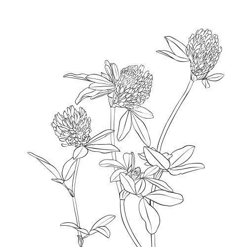 Ink clover hand drawn sketch Royalty Free Vector Image