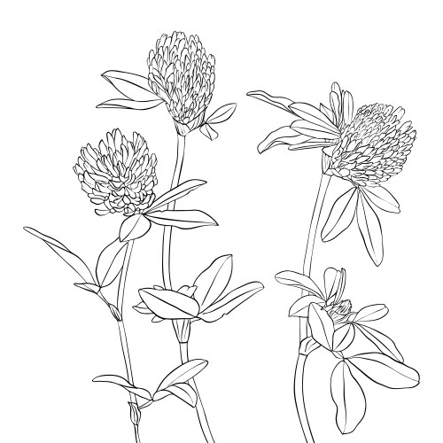Ink clover hand drawn sketch Royalty Free Vector Image