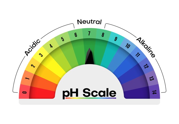 Ph scale indicator chart diagram acidic alkaline Vector Image