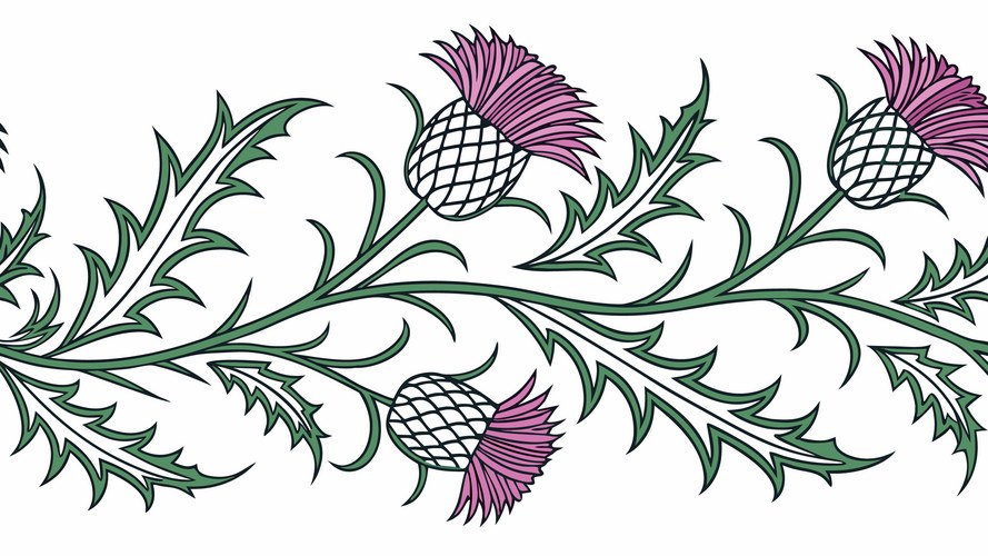 Thistle Border Vector Images (over 140)