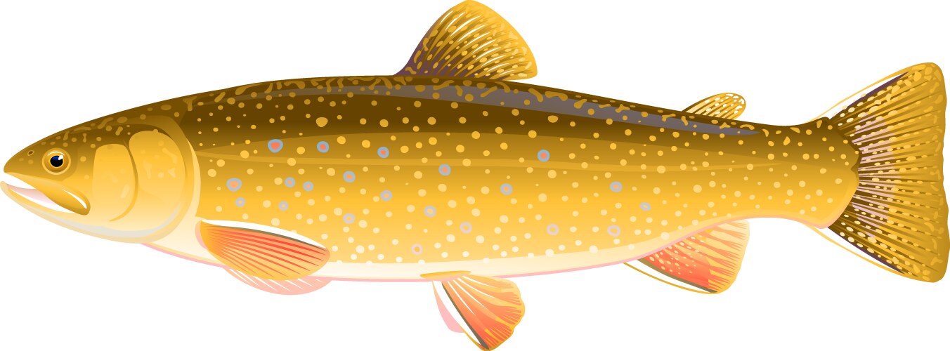 Trout Vector Images (over 13,000)