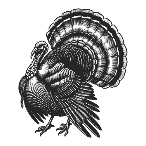Turkey Royalty Free Vector Image Vectorstock