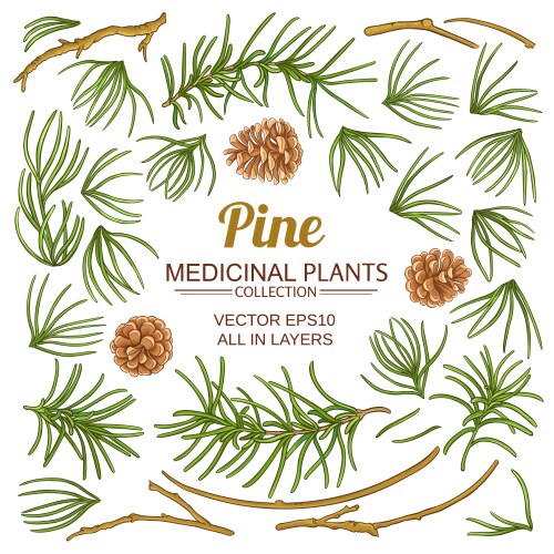 Juniper branches set on white background Vector Image