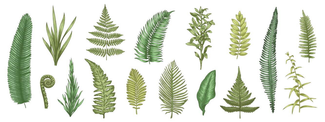Fern plant Royalty Free Vector Image - VectorStock