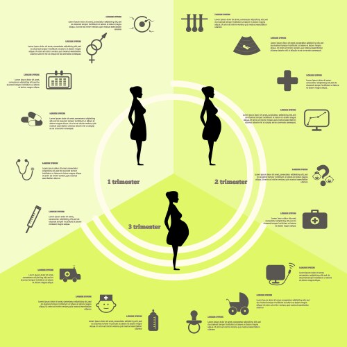Pregnancy And Birth Infographics Icon Set Vector Image