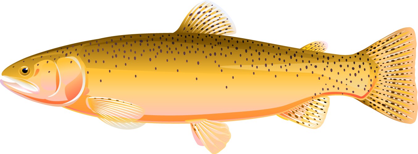 Trout Vector Images (over 13,000)