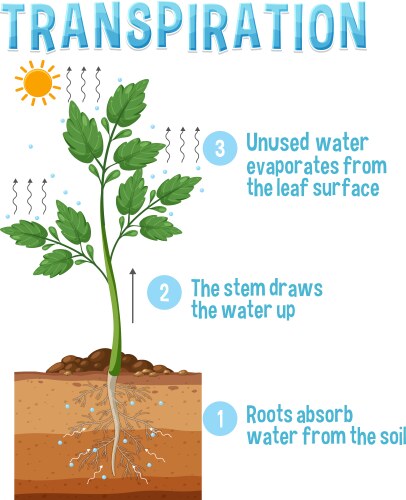 Diagram showing process photosynthesis Royalty Free Vector
