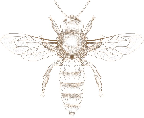 Honey bee vintage drawing hand drawn Royalty Free Vector
