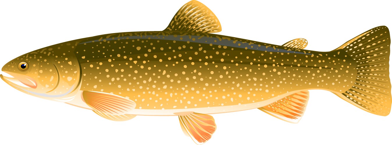 Trout Vector Images (over 12,000)