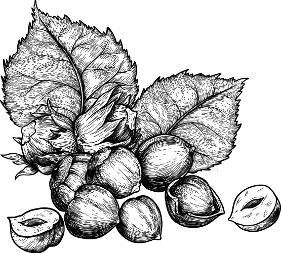 Hazelnut Tree Drawing