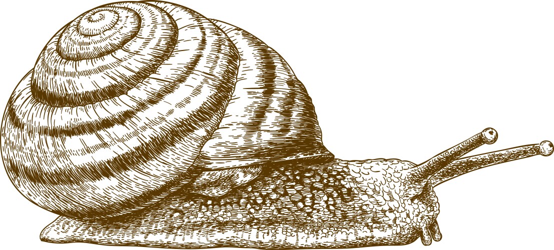 Snail Vector Images (over 43,000)