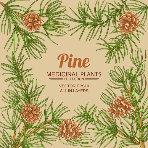 Juniper branches set on white background Vector Image