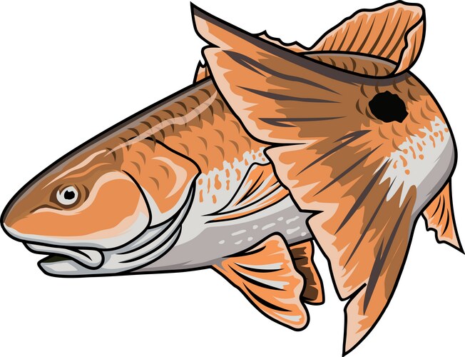 Redfish Vector Images (over 170)