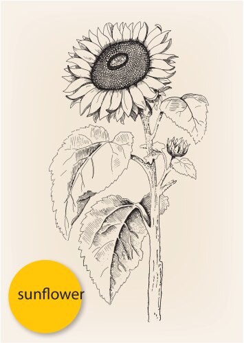 Sunflower Vector Images (over 44,000)