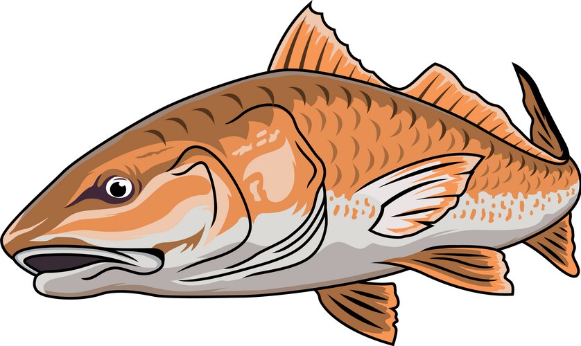 Redfish fishing logo image Royalty Free Vector Image
