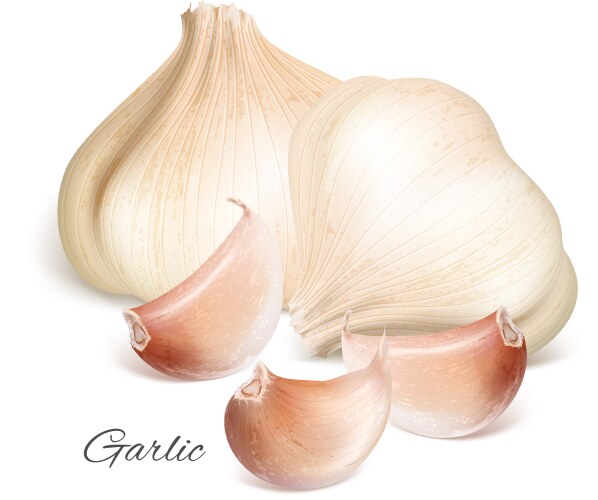 Garlic Vector Images (over 29,000)