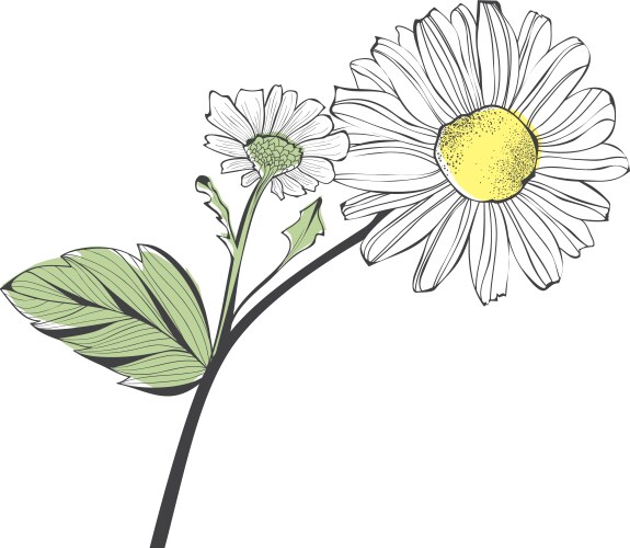 Daisy Flower Vector Images (over 76,000)