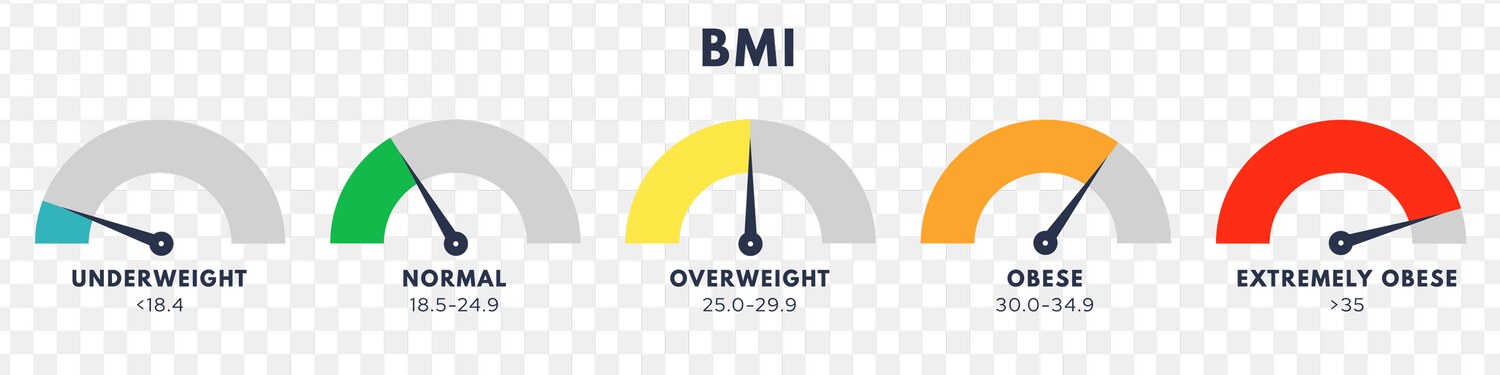 Body Mass Index Scale & Concepts – Royalty-Free Vector | VectorStock